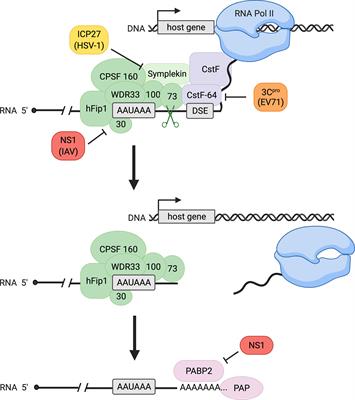 Frontiers | Modulation of mRNA 3′-End Processing and Transcription Termination in Virus-Infected ...